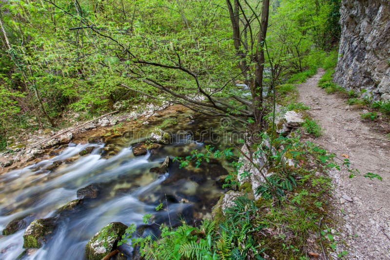Mountain Stream and Waterfalls in the Forest in Spring Stock Image ...
