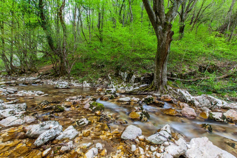 Mountain Stream and Waterfalls in the Forest in Spring Stock Photo ...