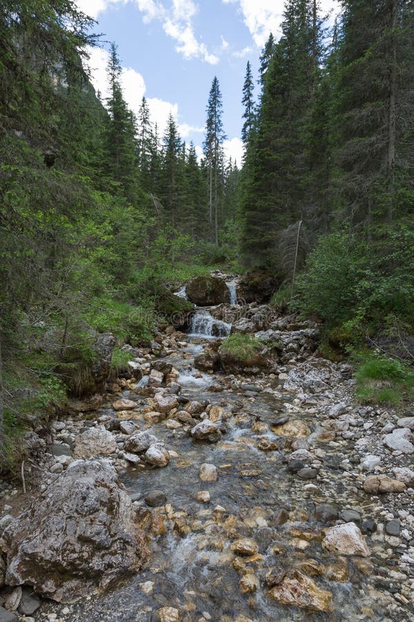 Mountain Stream with White Pure Water and Stones among Trees Stock ...