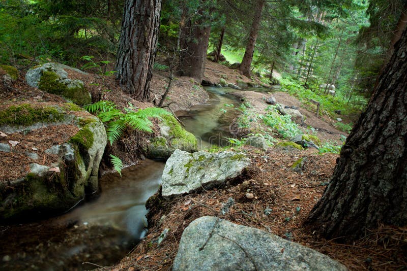 Deep Woods Stream stock photo. Image of overlooking, edge - 46877480