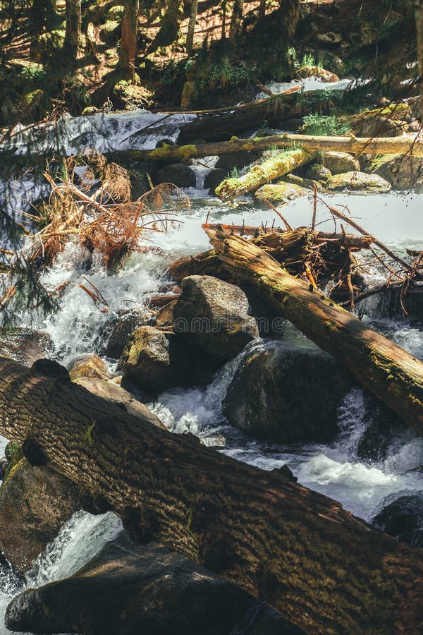 Mountain Stream in the Woods at Spring Stock Image - Image of nature ...
