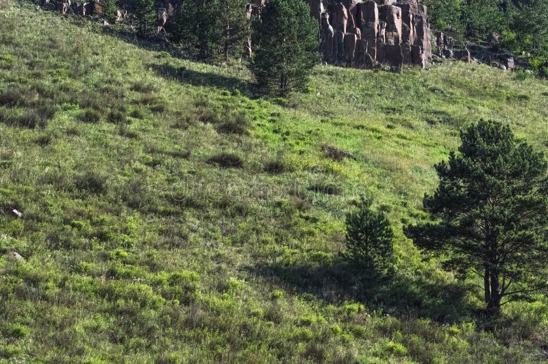 Mountain Summer Landscape. Several Pine Trees Cast Shadows Stock Image ...