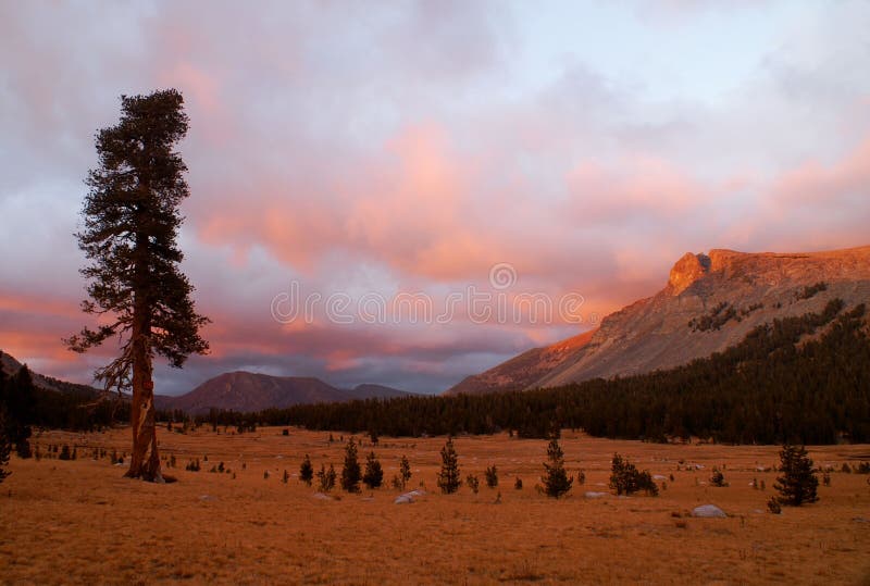 Mountain Sunset. Big Tree stock image. Image of sunset - 2987607