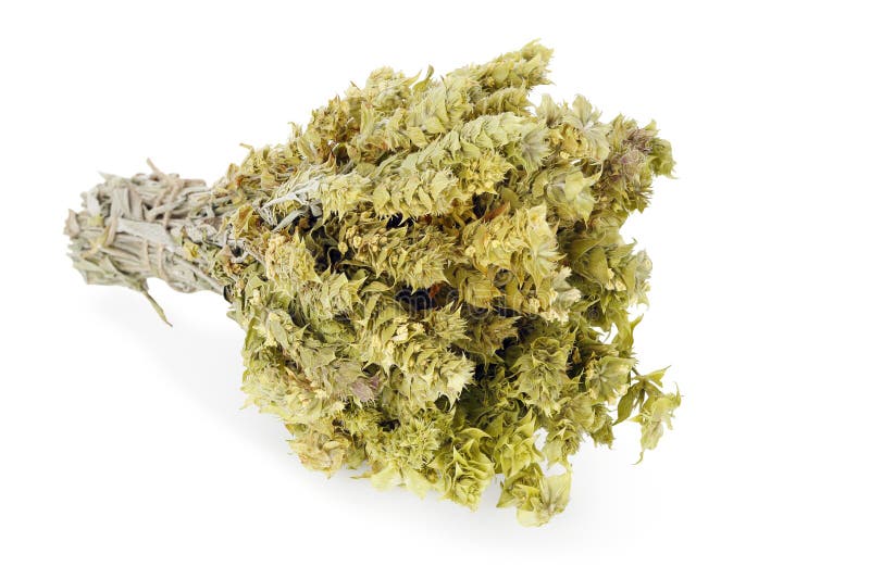 Mountain tea stock photo. Image of therapy, herb, organic - 44371878