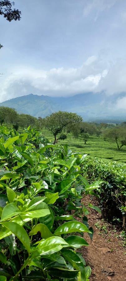 Mountain Tea at Kebun Teh Malang Stock Photo - Image of plant, mountain ...
