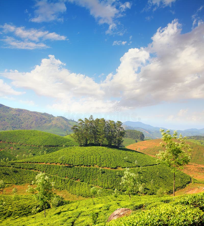Mountain Tea Plantation in India Stock Photo - Image of rural, asia ...