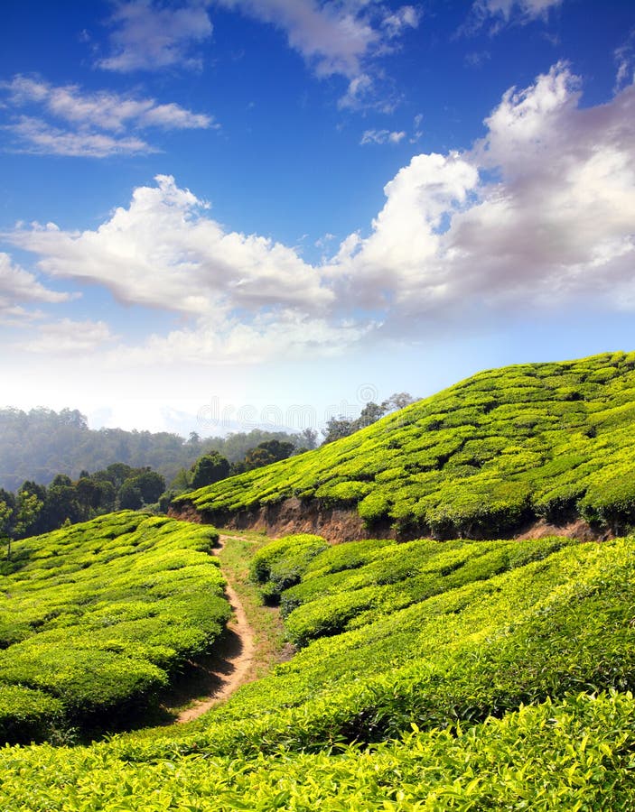 Mountain Tea Plantation in India Stock Image - Image of high, landscape ...