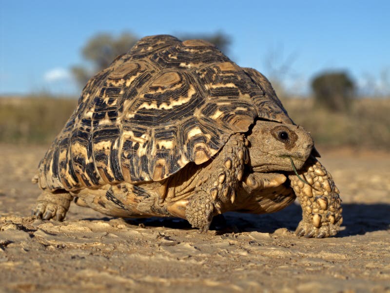 Mountain tortoise stock image. Image of ground, reptile - 13720103