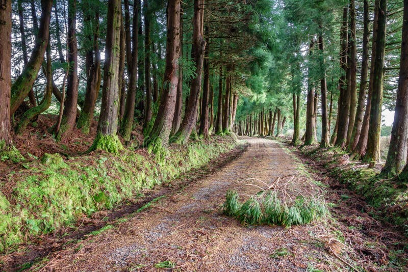 Mountain Track Over the Forest with Branch Obstacle Stock Image - Image ...