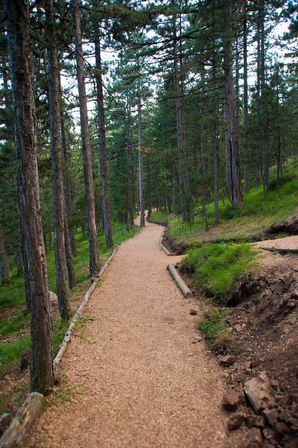 Mountain Track in Summer Jogging Path Stock Photo - Image of track ...