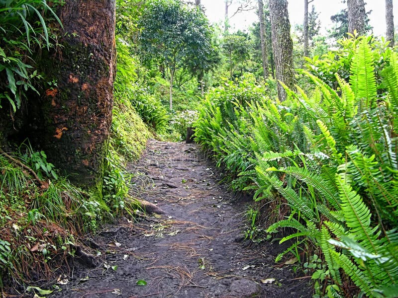 Brook in the forest stock image. Image of nant, tree, watercourse - 1298245