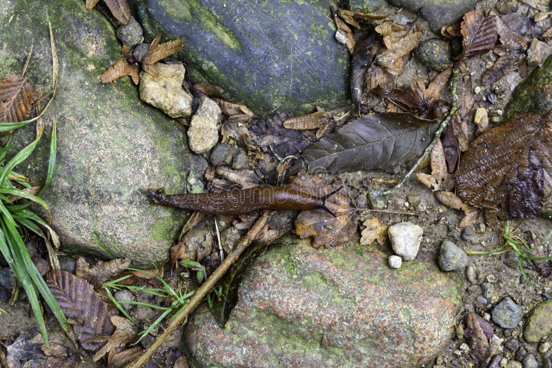 Snail without Shell, Better Defined Limacce Stock Photo - Image of ...