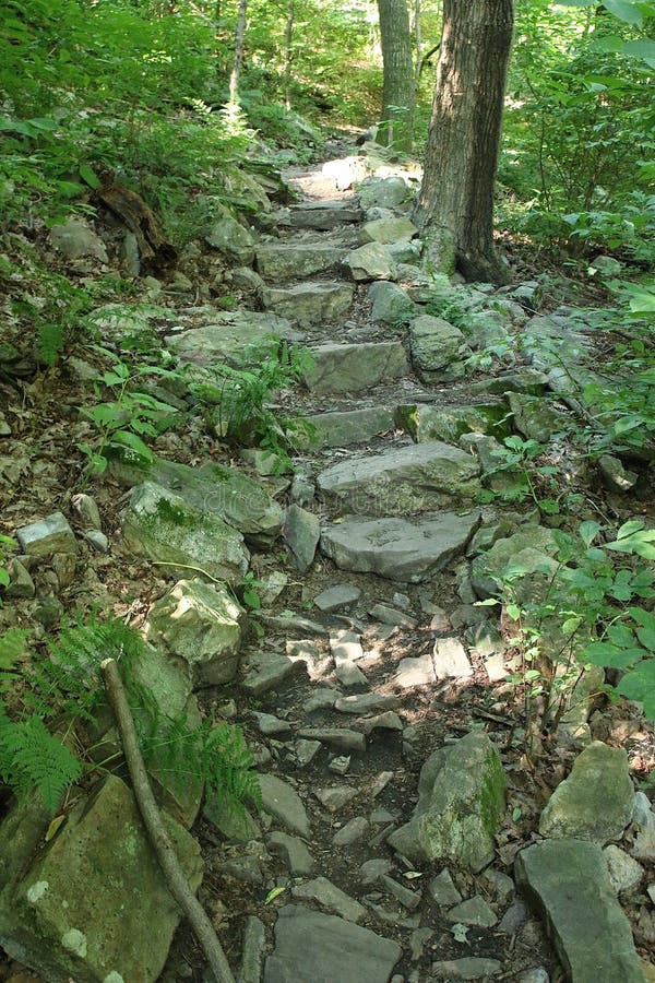 Mountain Trail through Forest. Stock Image - Image of stunning, forest ...