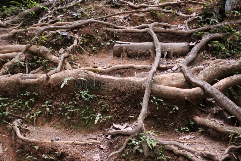 Mountain Trail in the Jungle. Roots of Tropical Trees and Grass. Stock ...