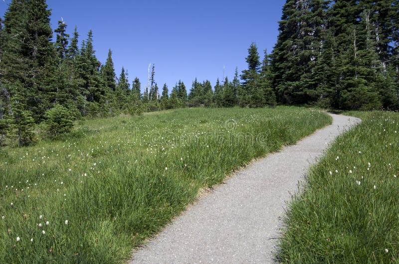 Mountain trail stock image. Image of nice, forest, path - 42682999