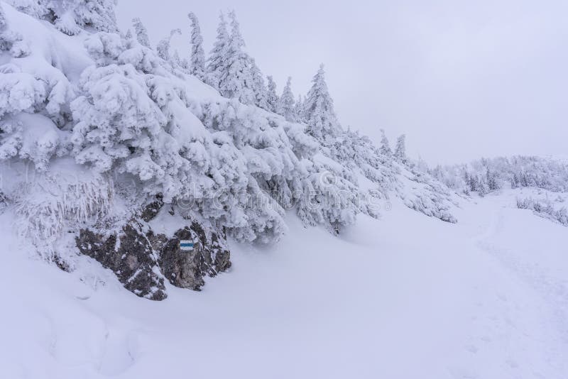 Mountain Trail in the Snow. Tatry Stock Photo - Image of travel, cold ...