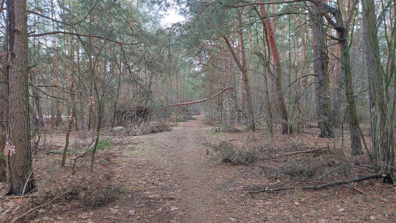 Mountain Trail Trough Pine Tree Forest Stock Photo - Image of pine ...
