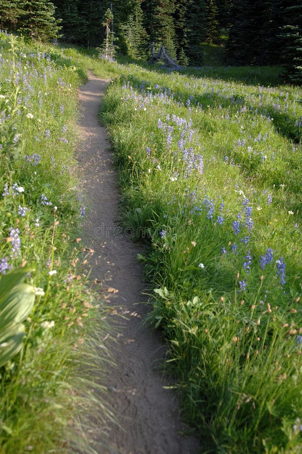 Mountain Trail With Wild Flowers Picture. Image: 2057083