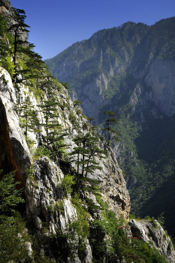 Mountain tree stock photo. Image of tree, travel, hill - 10696998