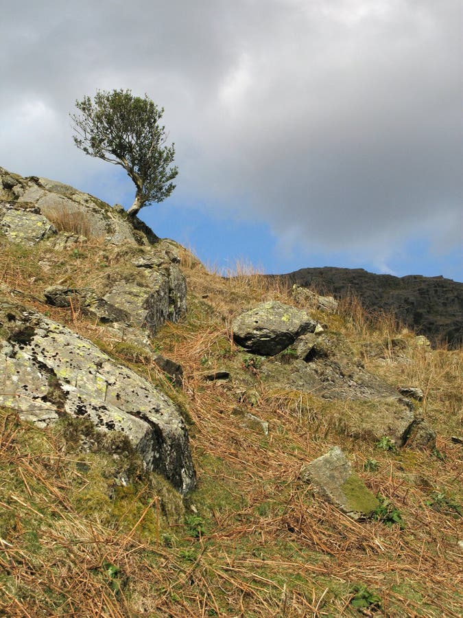 Mountain tree stock photo. Image of lake, lone, outdoors - 4966714