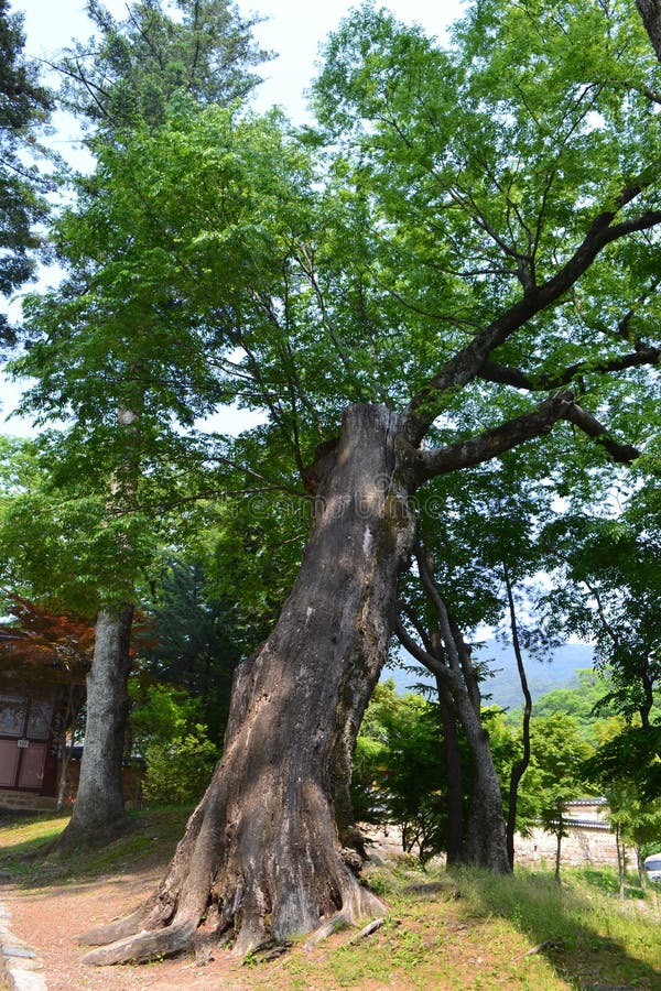 Mountain stock photo. Image of stone, dome, summer, korea - 81577828