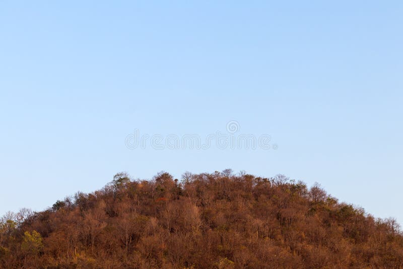Mountain Tree with Drought. Stock Photo - Image of forest, grass: 86700946