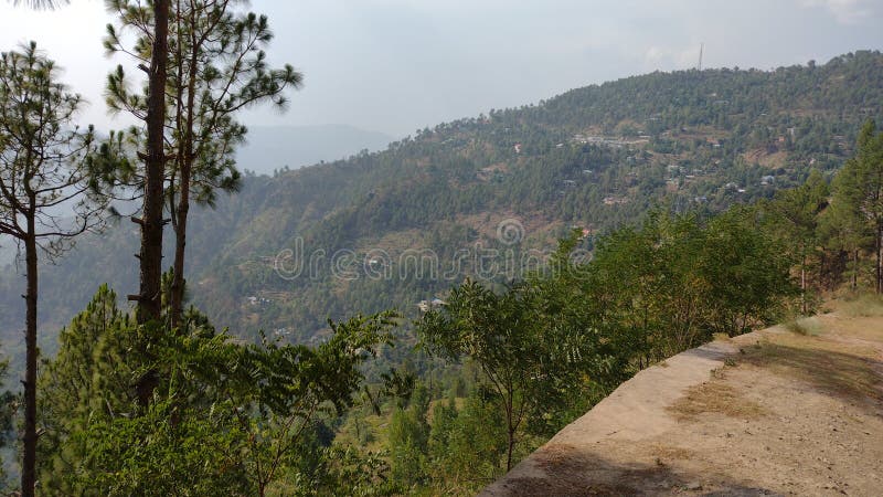 Mountain tree forest stock image. Image of shrub, tree - 267079799