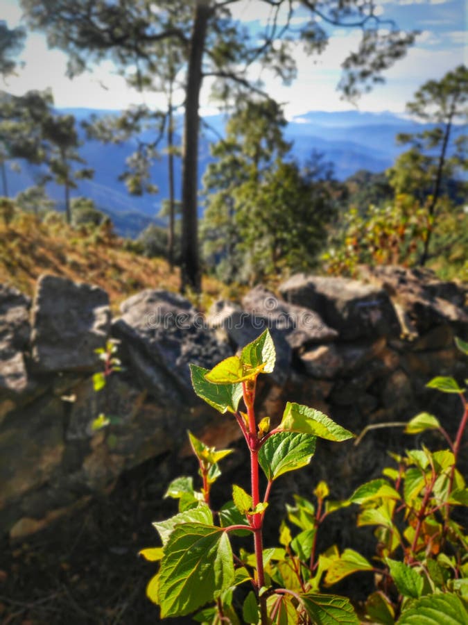 Mountain Tree and Natural Photography Stock Image - Image of natural ...
