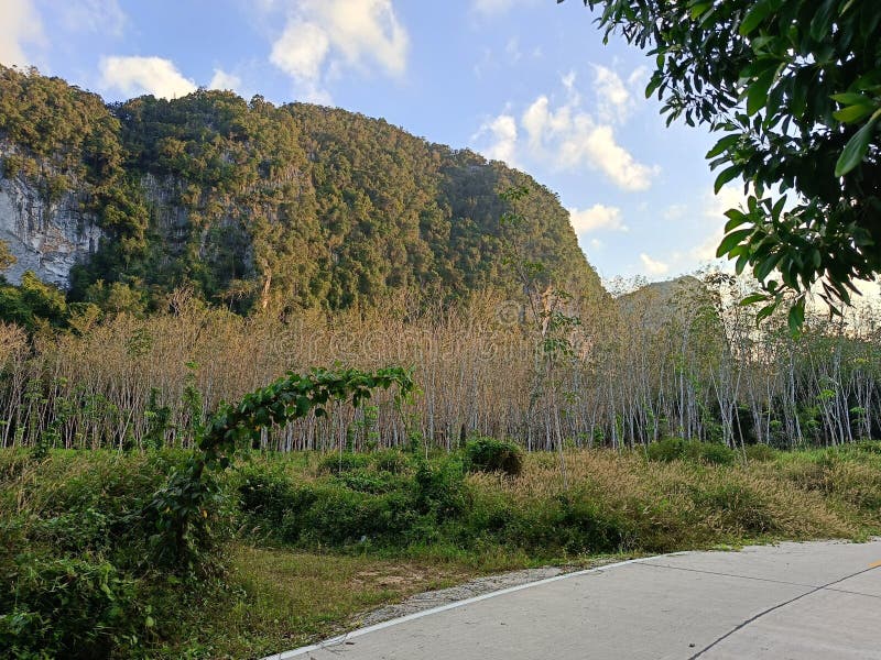 Mountain Tree Road Blue Sky Stock Image - Image of mountain, road ...