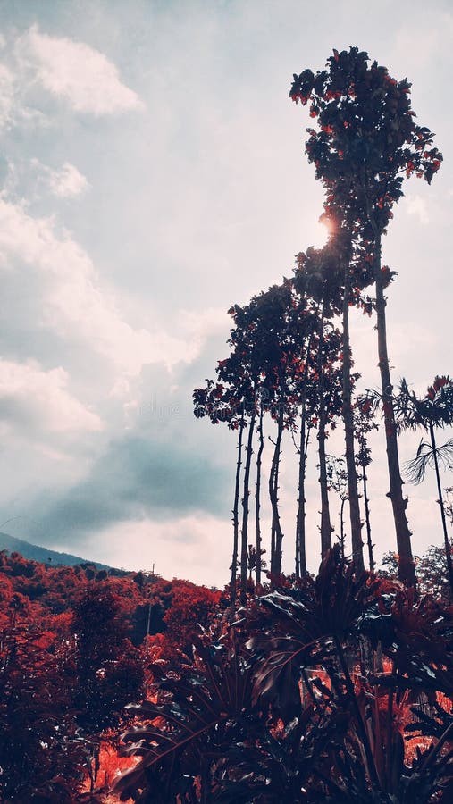 Mountain tree view stock photo. Image of hill, view - 282716366