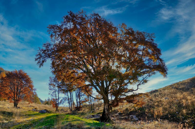 Mountain with Trees and Colorful Meadows Stock Image - Image of green ...