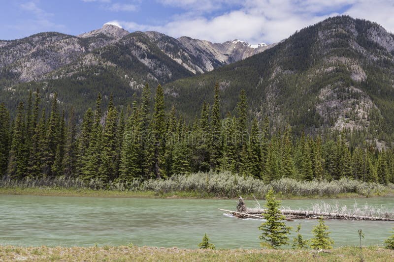 Alberta: Mountain Trees, Mountain Streams Stock Image - Image of ...