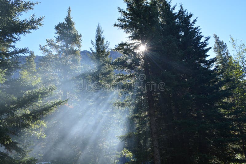 Mountain Trees with Sun Rays Stock Image - Image of nature, environment ...