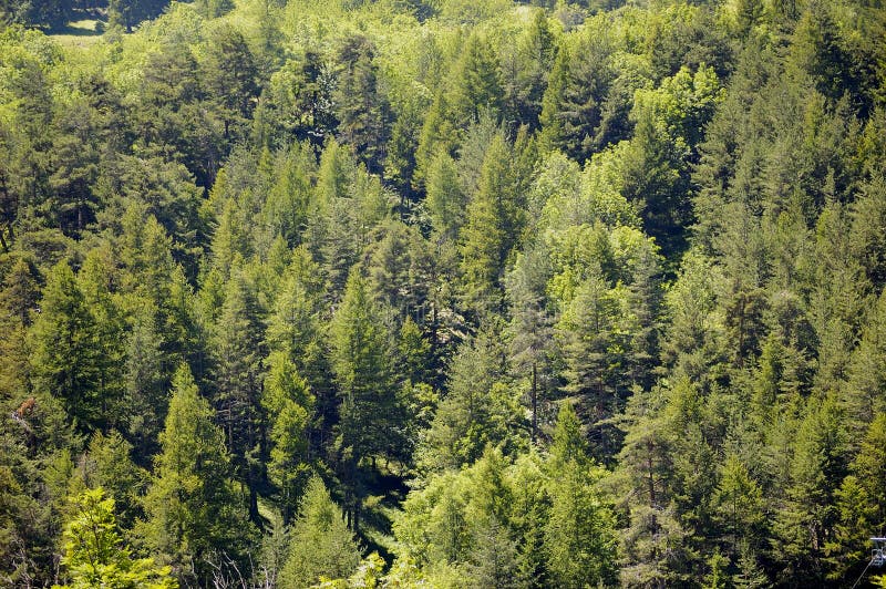 Mountain Trees Texture Picture. Image: 5847966