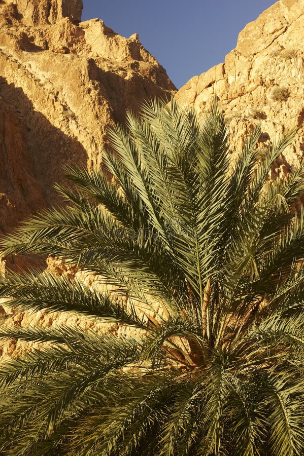 Mountain Tunisian oasis stock photo. Image of africa - 17812772