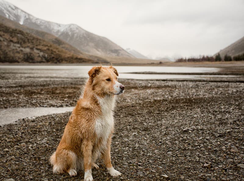 Mountain Valley and Dog stock image. Image of mountain - 74227923