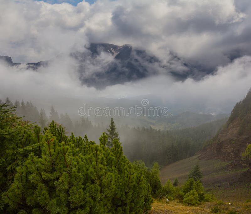 Mountain Valley with Pine Forest in Mist Stock Image - Image of glade ...