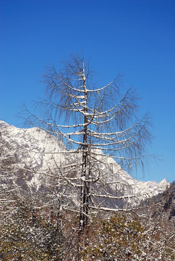 Mountain Valley & a Tree. Stock Image - Image of tranquility, mountain ...