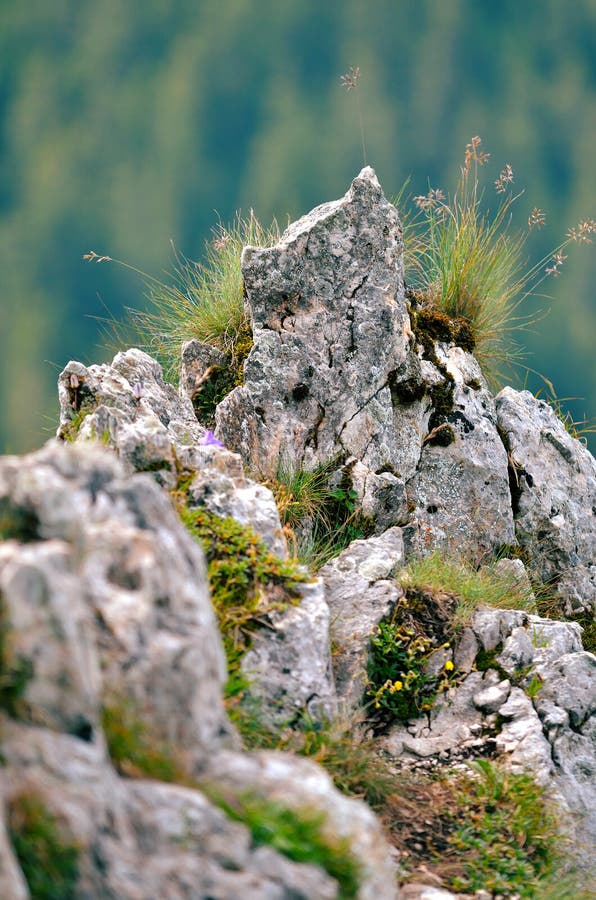 Mountain Vegetation on the Cliff Stock Image - Image of nature, details ...
