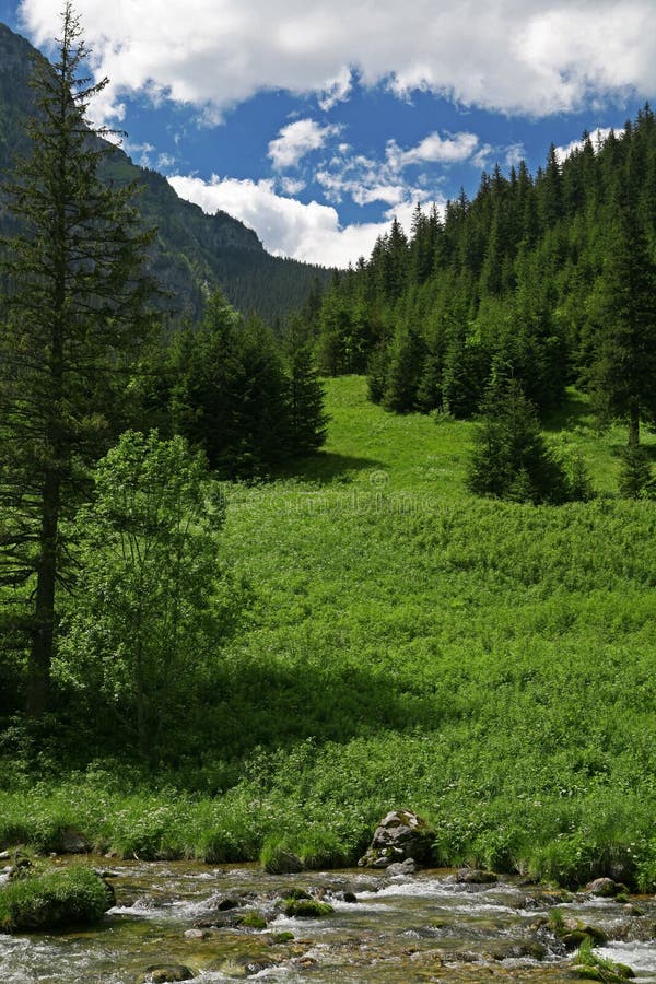 Mountain view stock image. Image of stream, flora, trees - 2683653