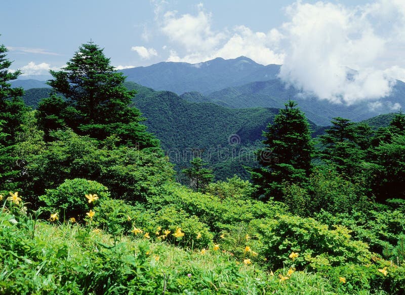 Mountain View stock photo. Image of tree, rural, peaceful - 345760