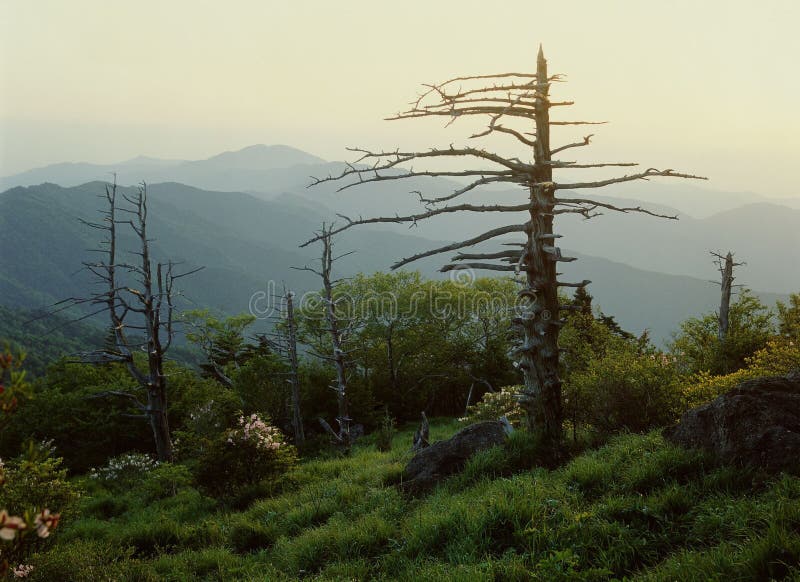 Mountain View stock photo. Image of green, leaves, rural - 345774