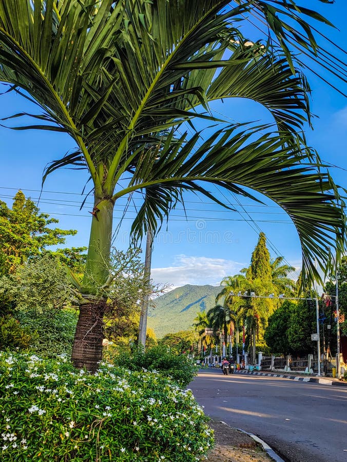 Mountain View from Behind the Palm Trees Stock Photo - Image of trees ...