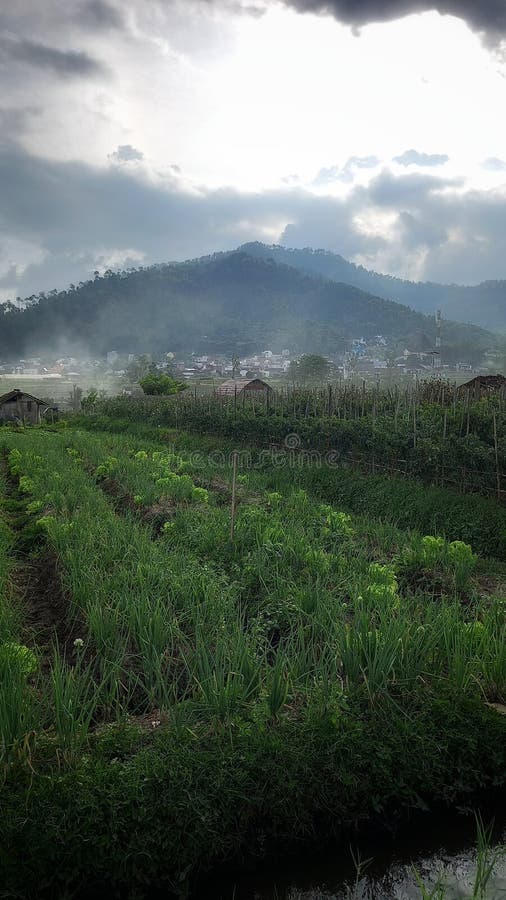 Panderman Mountain View when Fog Falls in the Afternoon in Malang Batu ...