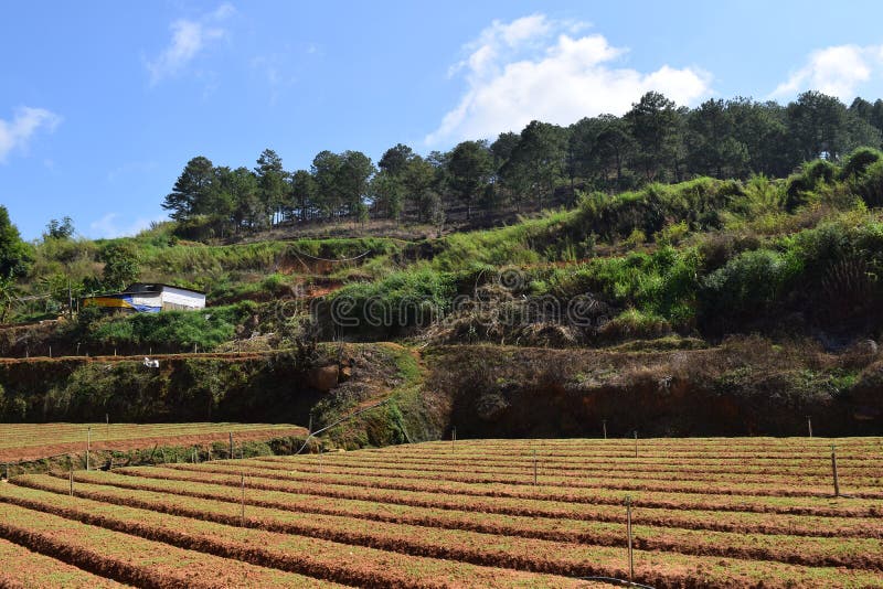 Mountain View with the Field in the Valley in Vietnam Stock Image ...