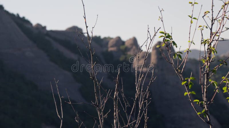Mountain View with Foreground Trees Stock Footage - Video of panoramic ...