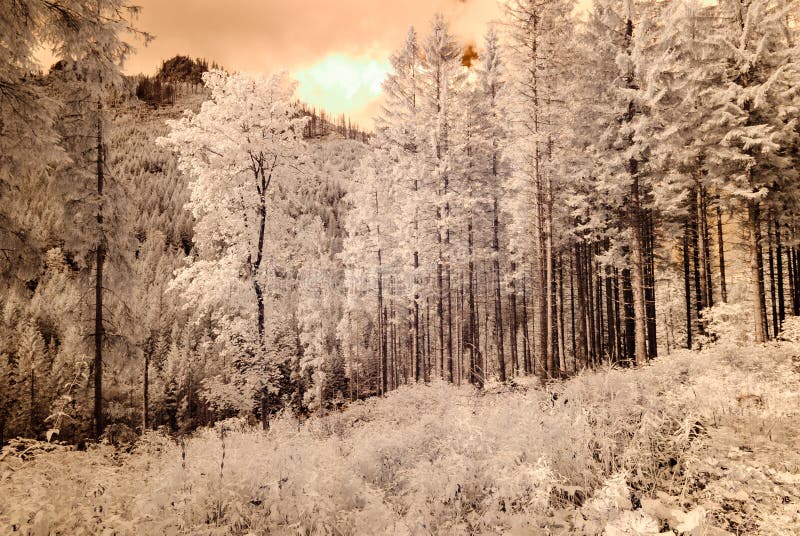 Mountain View from Forest. Infrared Image Stock Photo - Image of ...