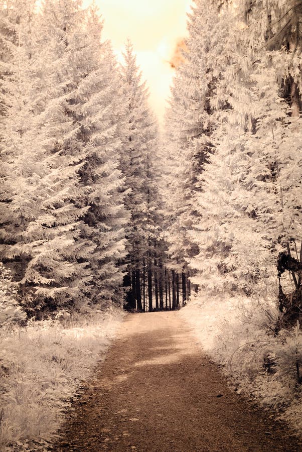 Mountain View from Forest. Infrared Image Stock Photo - Image of rocks ...