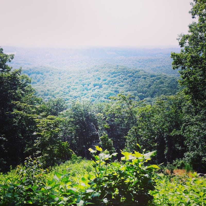 Mountain View Trees Summer Forest Stock Photo - Image of summer, forest ...