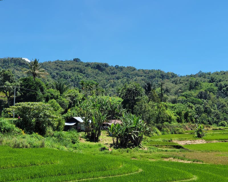 5,480 View Rice Field Garden Tree Garden Stock Photos - Free & Royalty ...